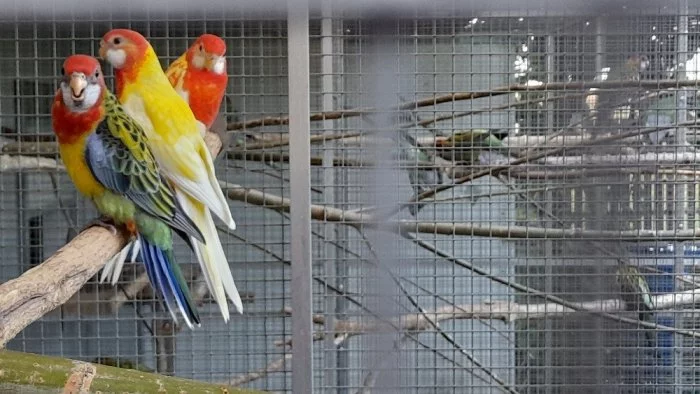 ROSELA PESTRÁ / RUBINO,LUTINO - letošní 2023 - Dřevec (Plzeň - sever), Prodám | ChovZvířat.cz