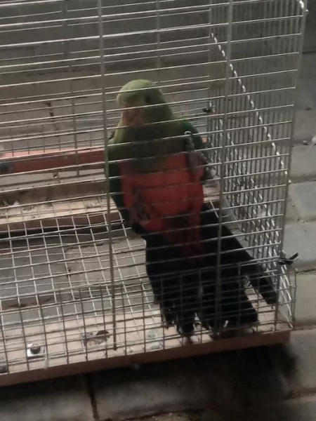 Prodám - Otaslavice (Prostějov), Prodám | ChovZvířat.cz