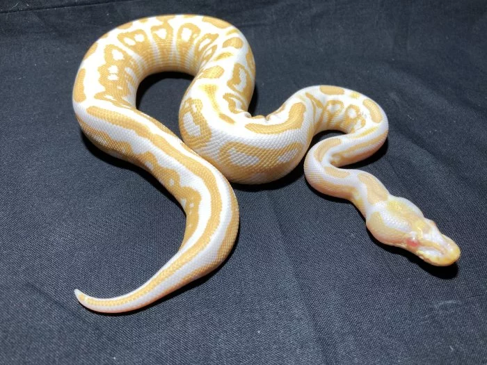 Krajta královská (Python regius) - Albino - Česká Kamenice (Děčín ...