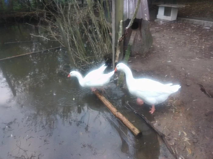 Prodám hysy Německé nosné. - Lípa nad Orlicí (Rychnov nad Kněžnou ...