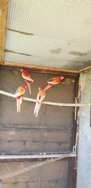 Rosela Rubino - Prostějov (část) (Prostějov), Prodám | ChovZvířat.cz