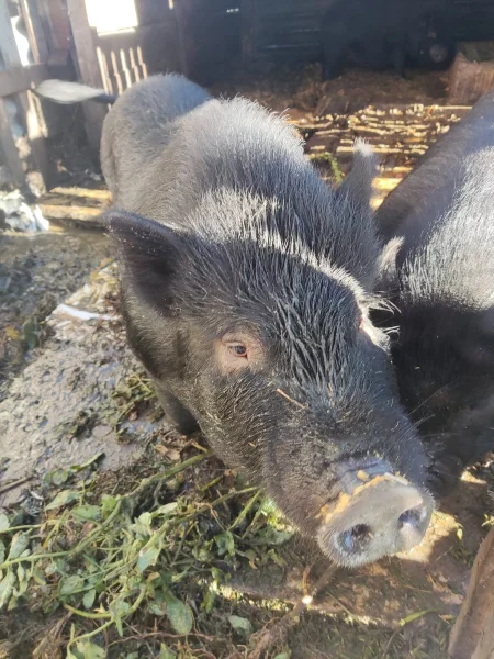 Vetnamsky kanec - Budislav (Svitavy), Prodám | ChovZvířat.cz