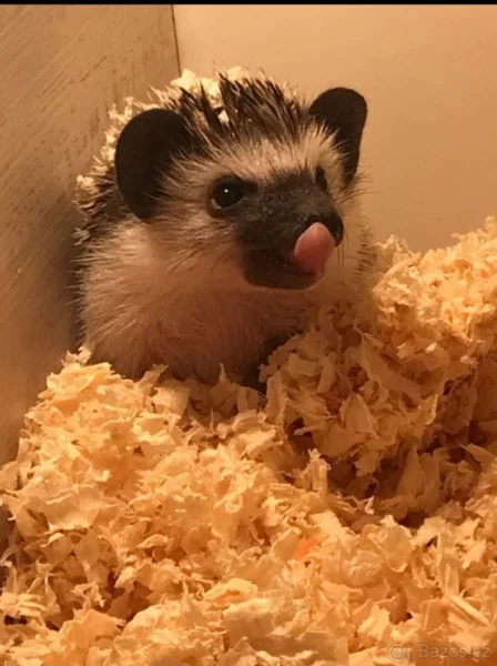 Jezek Belobrichy - Křičeň (Pardubice), Prodám - ChovZvířat.cz