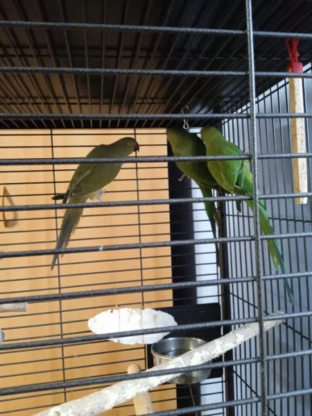 Alexandr maly - Bžany (Teplice), Prodám | ChovZvířat.cz