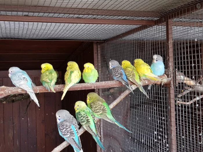 Andulky - Bolatice (Opava), Prodám - ChovZvířat.cz