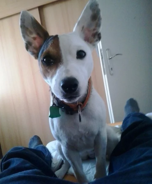 Daruji fenku Parson Russell Teriéra - Nová Ulice (Olomouc), Různé ...