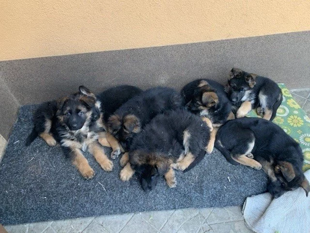 Stenata německých ovcaku - Sobotka (Jičín), Prodám | ChovZvířat.cz