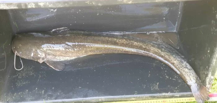 Sumec velký - Jámy (Žďár nad Sázavou), Prodám | ChovZvířat.cz