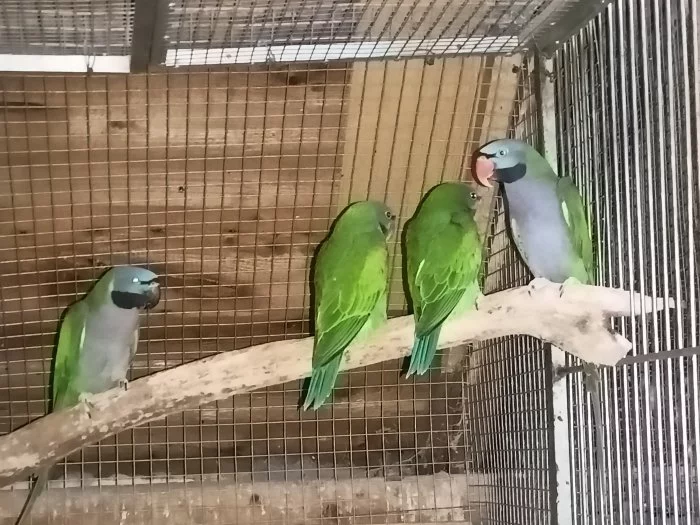 Alexandr cinsky - Horní Lhota (Ostrava - město), Prodám | ChovZvířat.cz