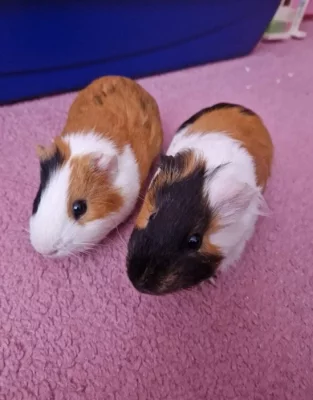 Křečci a morčata na prodej | ChovZvířat.cz