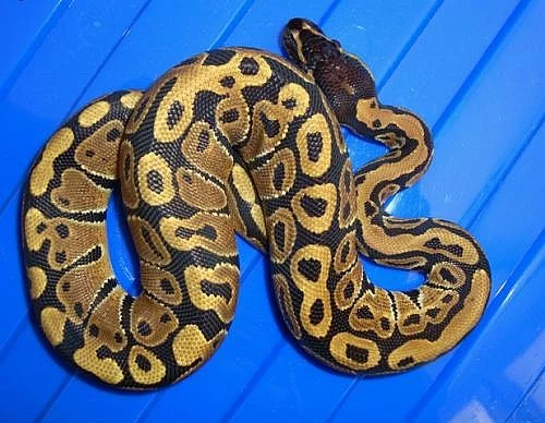 KRAJTA KRÁLOVSKÁ - python regius - Kralupy nad Vltavou (Mělník), Prodám ...