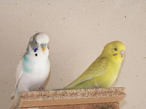 Andulky a korely - Litoměřice, Prodám | ChovZvířat.cz