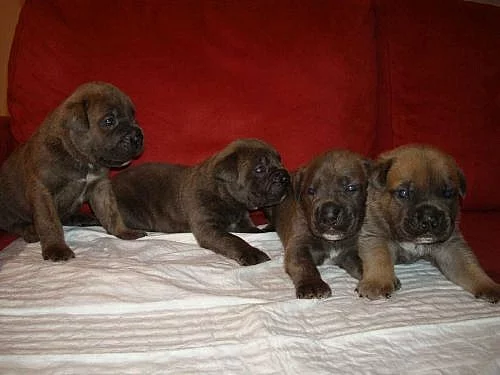 Štěňata Cane Corso - Brno - venkov, Prodám - ChovZvířat.cz