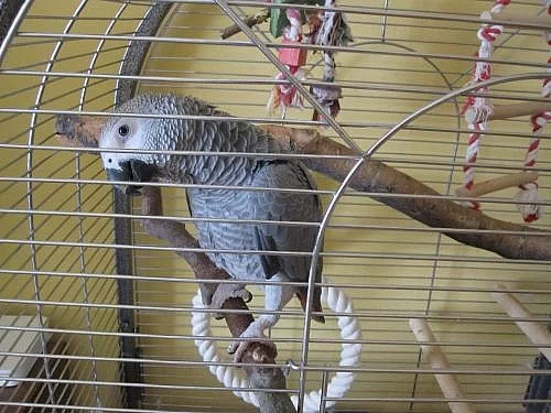 Zako Kongo, Zako Sedy - Hlavní město Praha, Prodám | ChovZvířat.cz