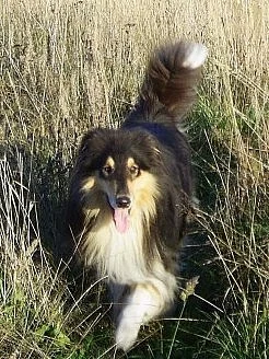 Daruji fenku Kolie dlouhosrstá tricolor - Ostrava - město, Prodám ...