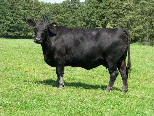 Aberdeen angus (Bos primigenius taurus - Aberdeen angus) | ChovZvířat.cz