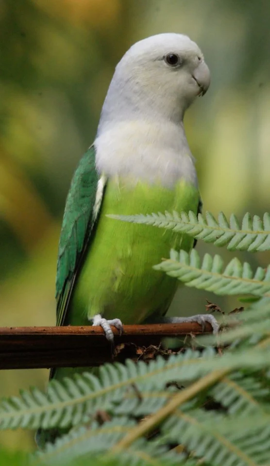 Agapornis šedohlavý (Agapornis canus) | ChovZvířat.cz