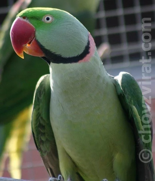 Alexandr velký (Psittacula eupatria) | ChovZvířat.cz