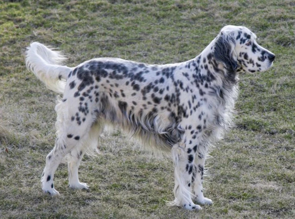 Anglický setr (English Setter) | ChovZvířat.cz