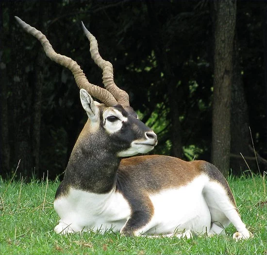 Antilopa jelení (Antilope cervicapra) | ChovZvířat.cz