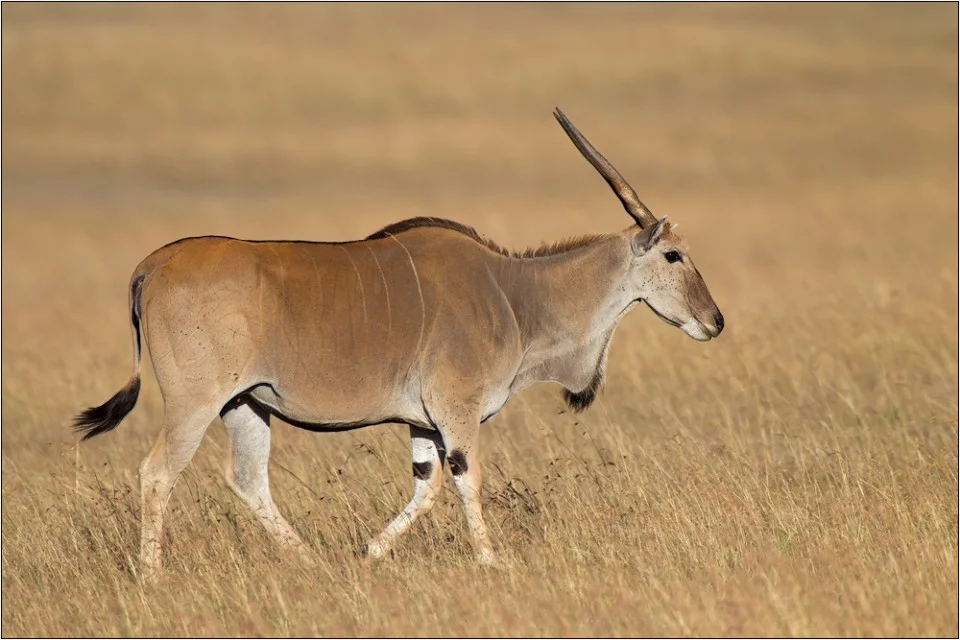 Antilopa losí (Taurotragus oryx) | ChovZvířat.cz