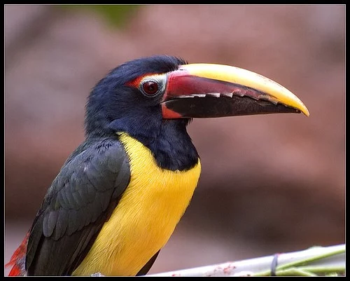 Arasari zelený (Pteroglossus viridis) | ChovZvířat.cz