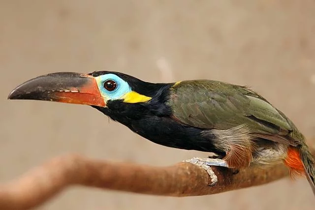 Arasari zlatolící (Selenidera culik) | ChovZvířat.cz