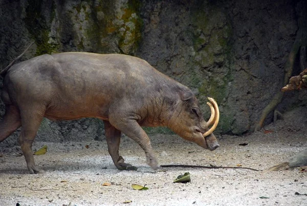 Babirusa (Babyrousa babyrussa) | ChovZvířat.cz