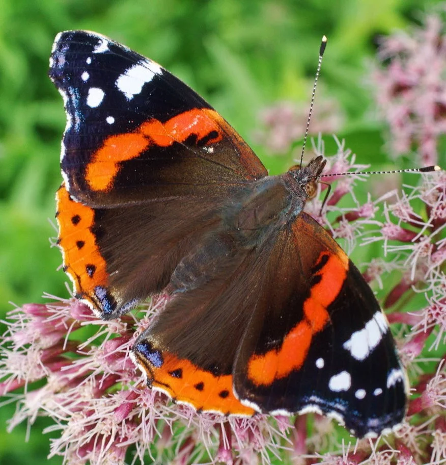 Babočka admirál (Vanessa atalanta) | ChovZvířat.cz