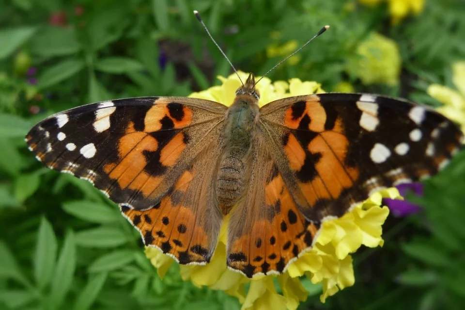 Babočka bodláková (Cynthia cardui) | ChovZvířat.cz