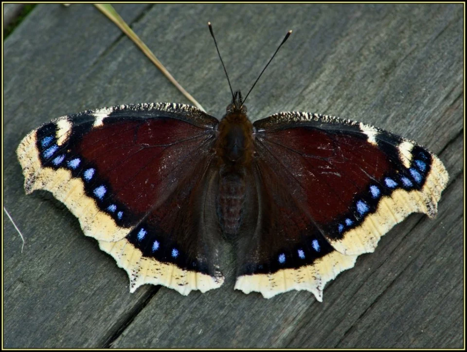 Babočka osiková (černopláštník) (Nymphalis antiopa) | ChovZvířat.cz