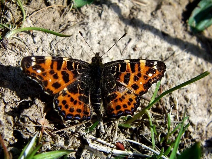 Babočka síťkovaná (Araschnia levana) | ChovZvířat.cz