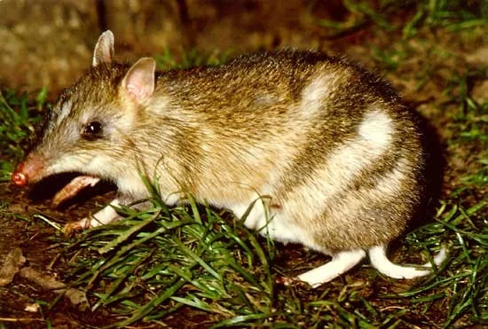 Bandikut gunnův (Perameles gunnii) | ChovZvířat.cz