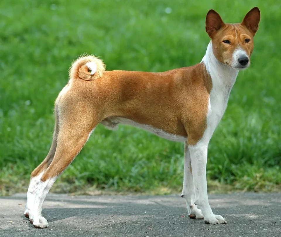 Basenži (Basenji) | ChovZvířat.cz