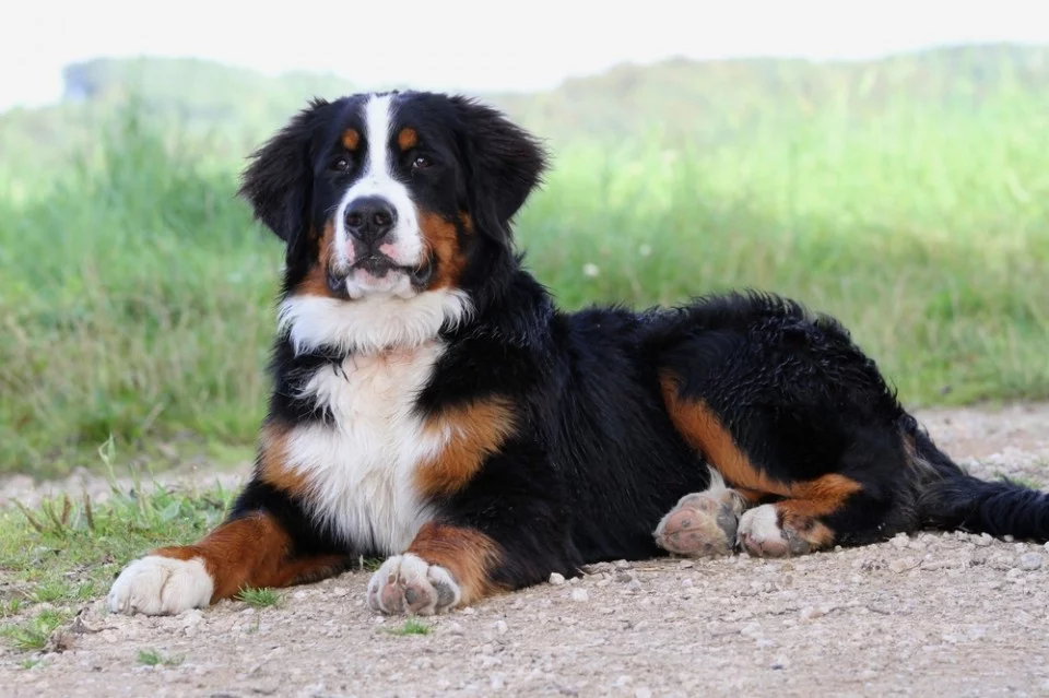 Bernský salašnický pes (Berner Sennenhund) | ChovZvířat.cz