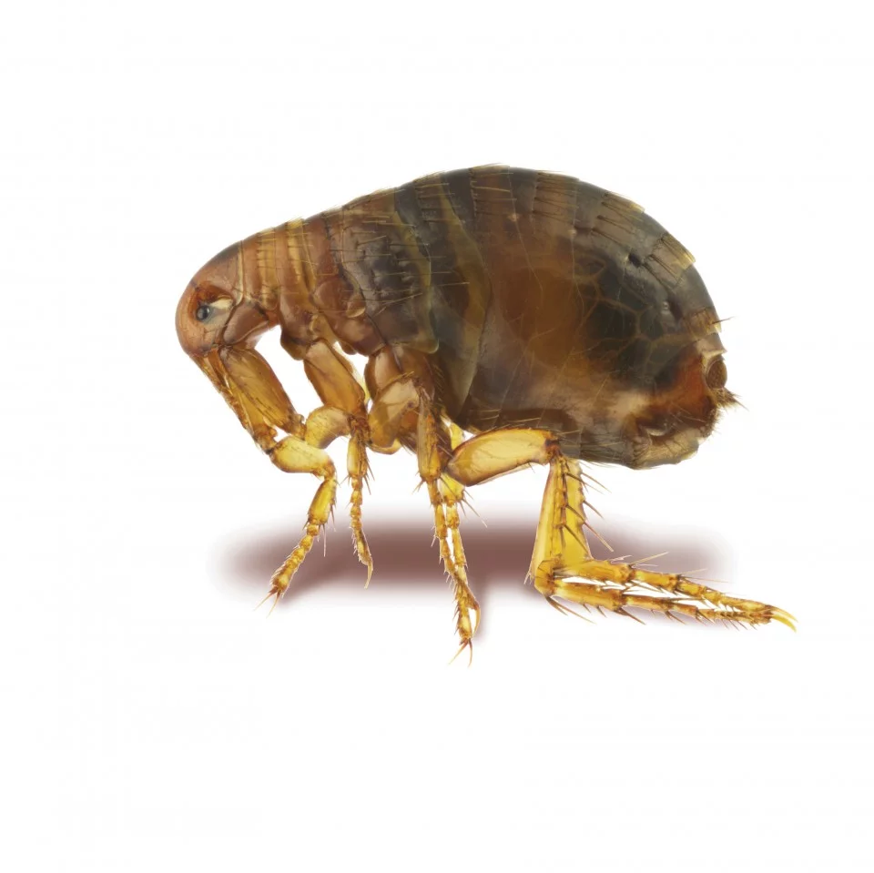 Blecha obecná (Pulex irritans) | ChovZvířat.cz