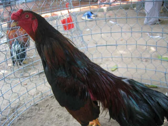 Bojovnice vietnamská Ga noi (Gallus gallus f. domestica) | ChovZvířat.cz