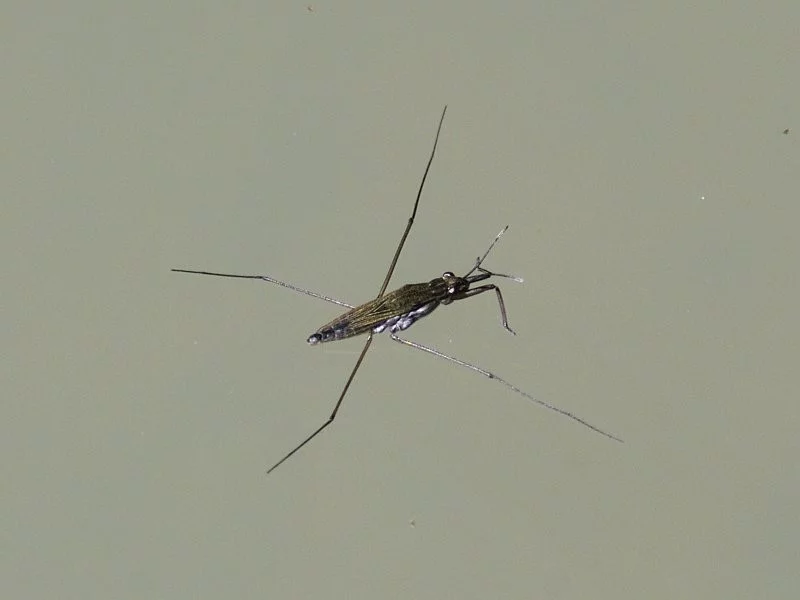 Bruslařka obecná (Gerris lacustris) | ChovZvířat.cz