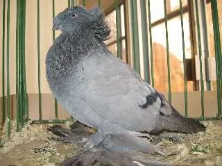 Holub Bucharský bublák (Columba livia f. domestica) | ChovZvířat.cz