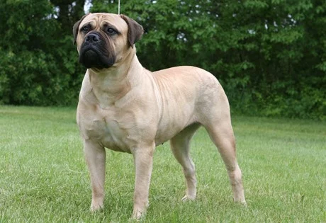 Bulmastif (Bullmastiff) | ChovZvířat.cz