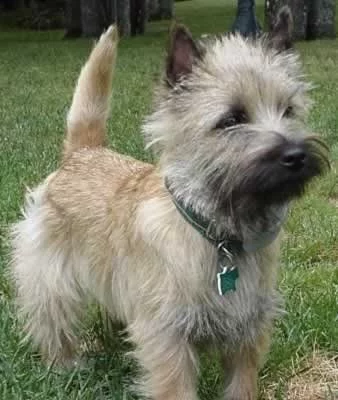 Cairn teriér (Cairn Terrier) | ChovZvířat.cz