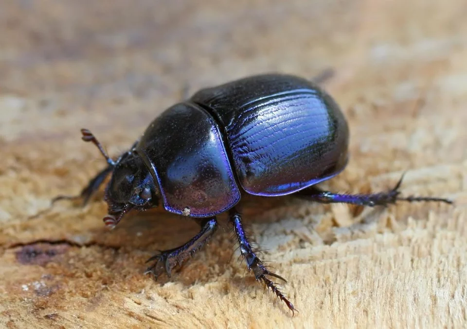 Chrobák lesní (Anoplotrupes stercorosus) | ChovZvířat.cz