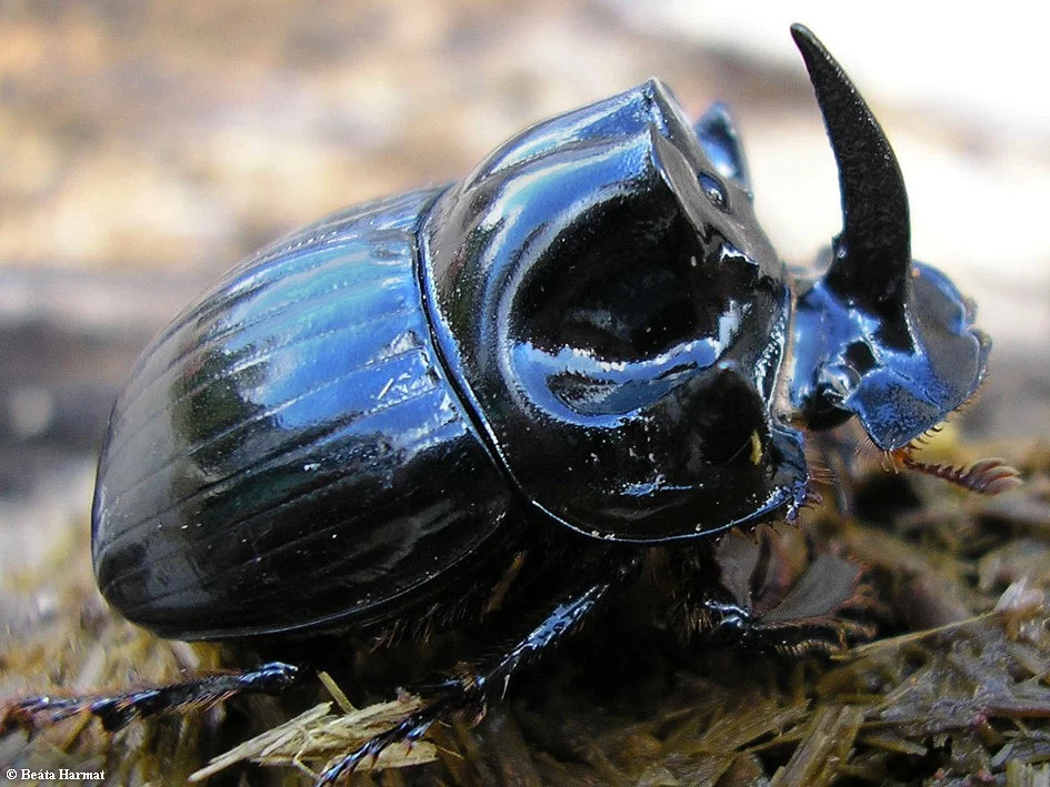 Chrobák pečlivý (Copris lunaris) | ChovZvířat.cz
