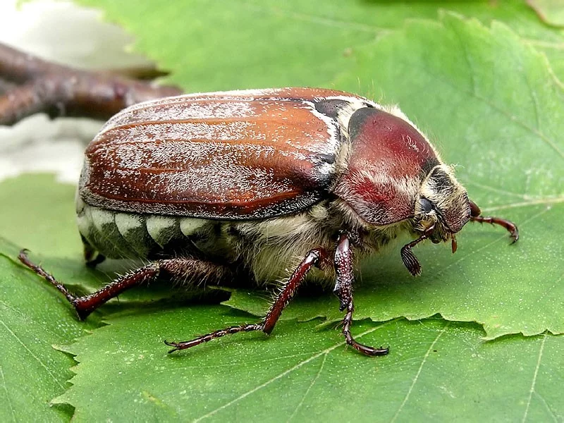 Chroust maďalový (Melolontha hippocastani) | ChovZvířat.cz