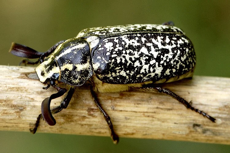 Chroust mlynařík (Polyphylla fullo) | ChovZvířat.cz