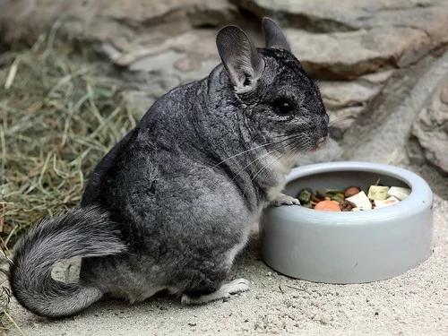 Činčila vlnatá (Chinchilla lanigera) | ChovZvířat.cz