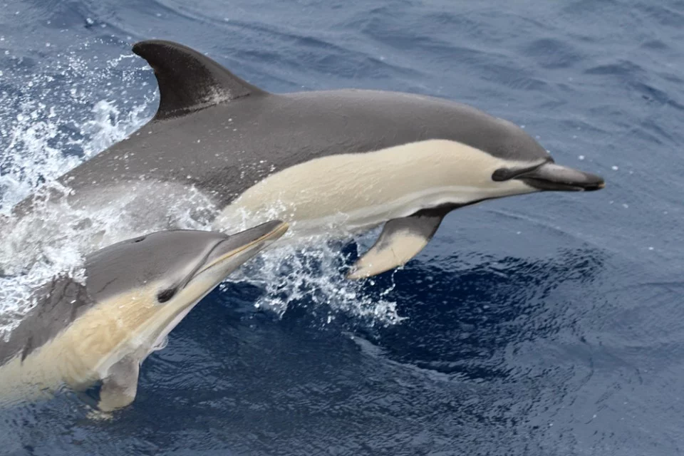 Delfín obecný (Delphinus delphis) | ChovZvířat.cz