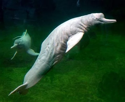 Delfínovec čínský (Lipotes vexillifer) | ChovZvířat.cz