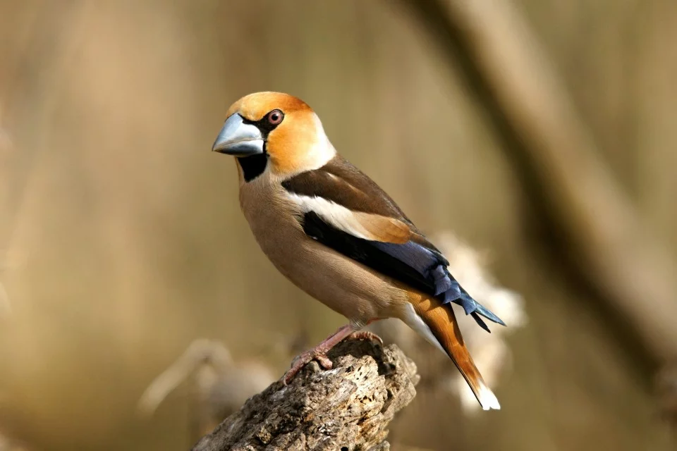 Dlask tlustozobý (Coccothraustes coccothraustes) | ChovZvířat.cz