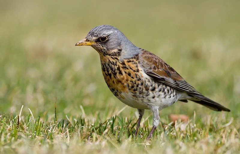 Drozd kvíčala (Turdus pilaris) | ChovZvířat.cz